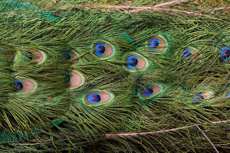 Pfau-Gefieder stockbild. Bild von schönheit, feder, vogel - 30840637