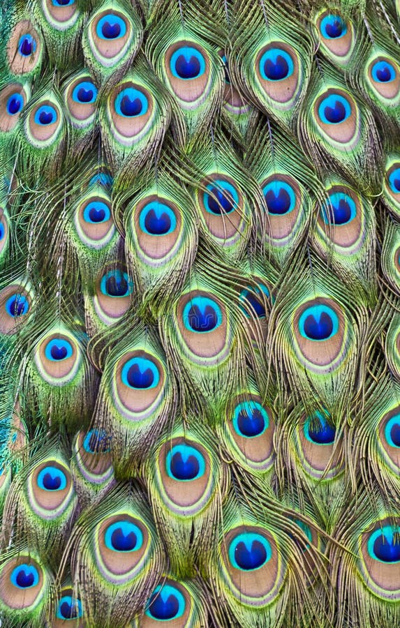 Pfau-Heck-Feder stockbild. Bild von auge, auslegung, elegant - 20985577