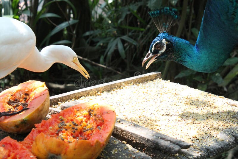 Pfau Essen Stockfotos und Bilder - Laden Sie 445 lizenzfreie Fotos herunter