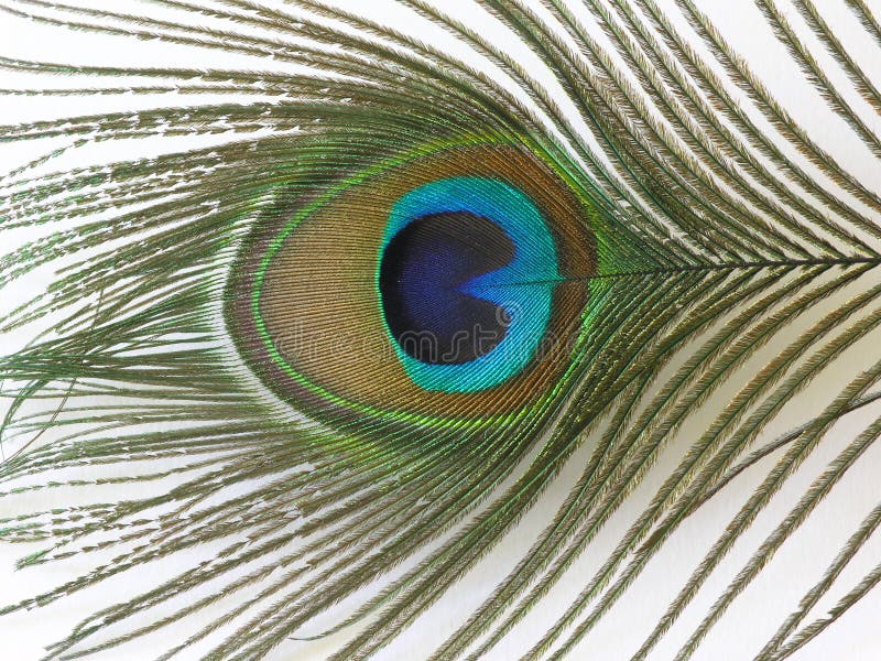 Pfauenfeder stockfoto. Bild von schwierig, hintergrund - 10358116