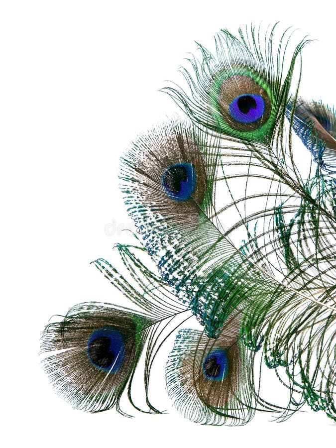 Pfau-Feder stockbild. Bild von blau, feder, phantasie - 4544831