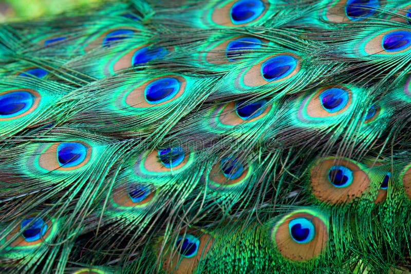 Pfau-Heck-Feder stockbild. Bild von auge, auslegung, elegant - 20985577