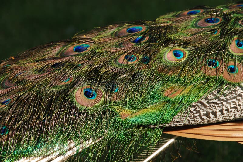 Pfaufedern stockbild. Bild von geflügel, bunt, mann, hell - 8961319