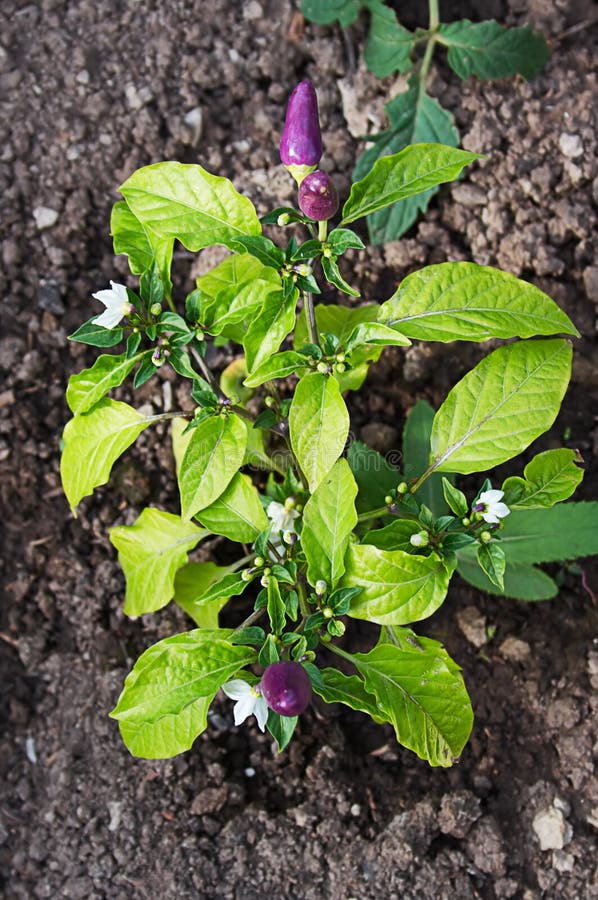 Pfeffer stockbild. Bild von humus, wachsen, garten, formell - 2872929