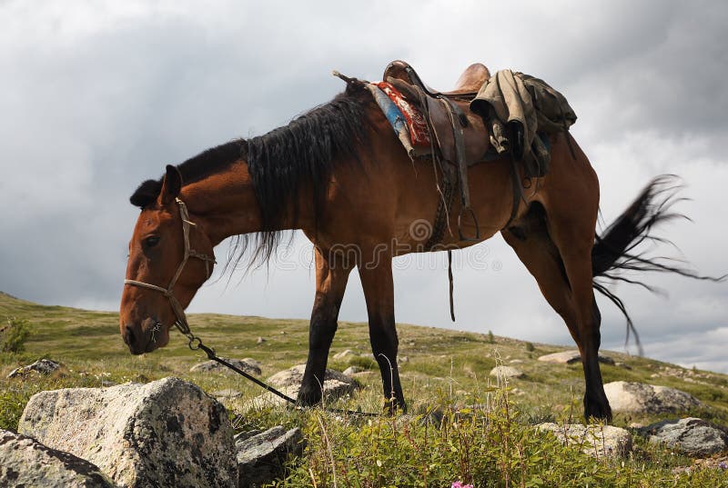 Starker Schmutziger Mann Auf Zu Pferde Stockfoto - Bild von schönheit ...