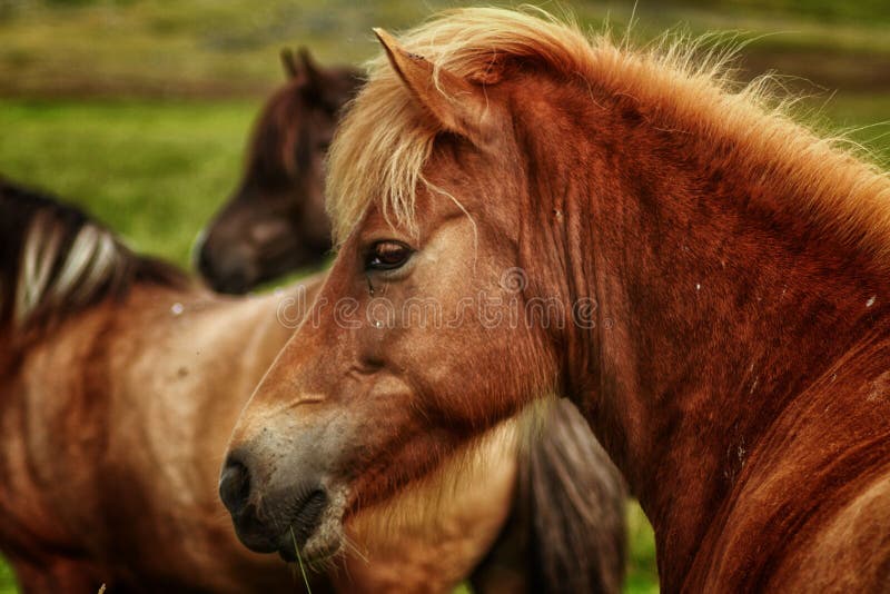 Schönes Braunes Pferd Im Bauernhof Stockfoto - Bild von brut, löwenzahn ...