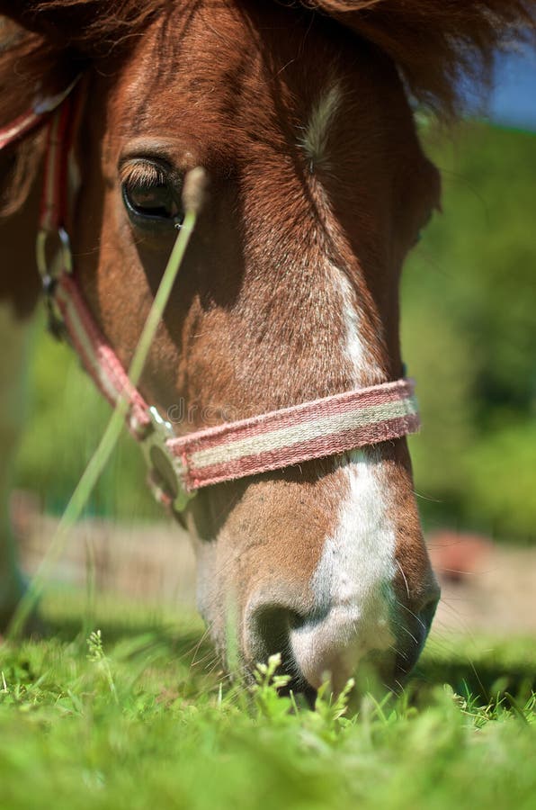 Pferd auf der Weide stockbild. Bild von hell, pony, haar - 52271583