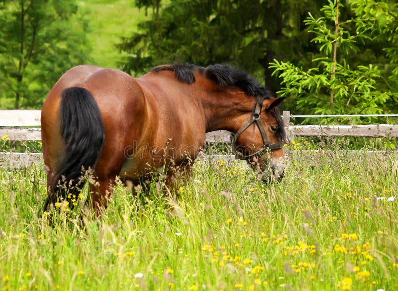 Pferd auf der Wiese stockbild. Bild von ruhig, pferde - 9767873