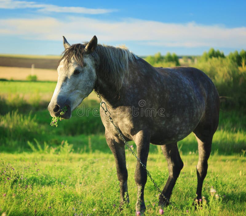 Pferd auf einer Weide stockfoto. Bild von kastration - 40346866