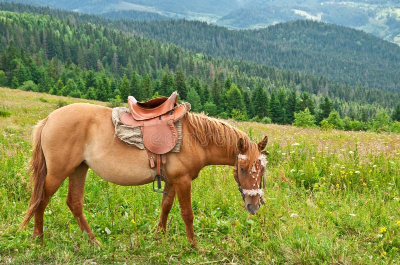 Pferd auf einer Weide stockfoto. Bild von säugetier, bewirtschaften ...