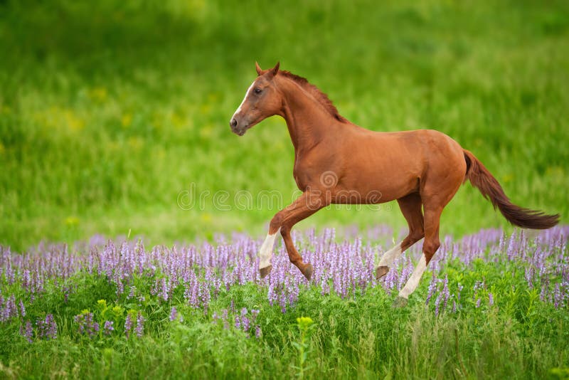 Pferd in einer Wiese stockbild. Bild von wiese, stehen - 131150789