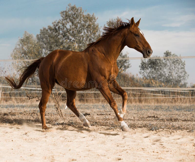 Pferd Auf Natur Pferdeportrait, Braunes Pferd Stockbild - Bild von ...