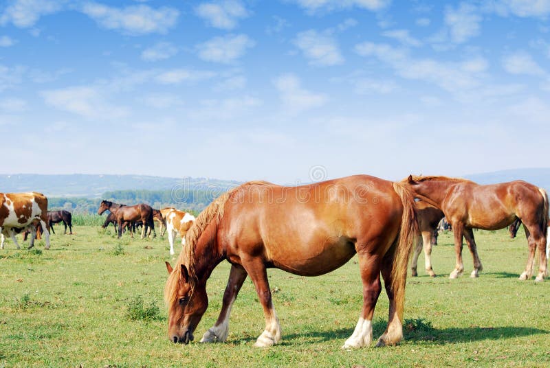 Pferd Auf Der Weide in Den Bergen Von Svaneti, Georgia Stockfoto - Bild ...