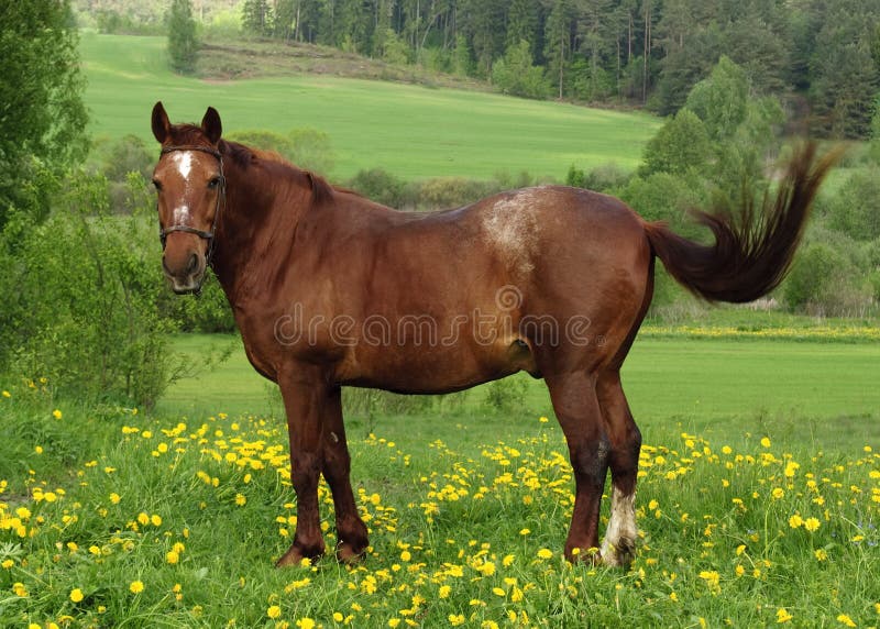 Pferd auf Weide stockfoto. Bild von weide, pferd - 37897534