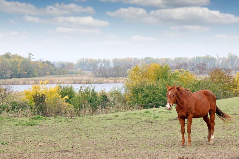 Pferd auf einer Weide stockfoto. Bild von säugetier, bewirtschaften ...