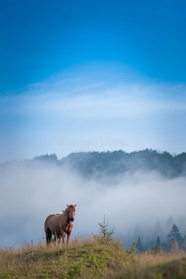 Pferd, Das in Einer Weide Weiden Lässt Stockbild - Bild von hügel ...