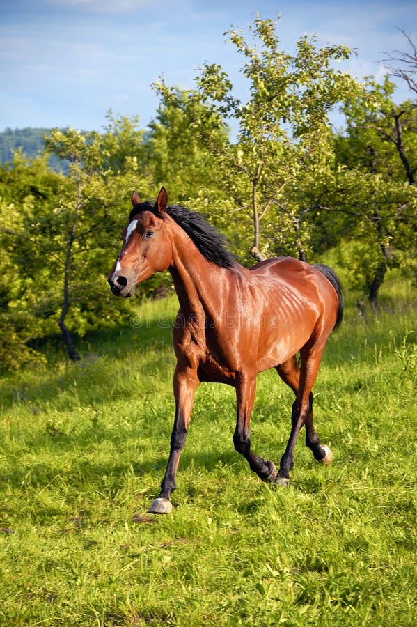 Pferd Unter Grünem Gras in Der Natur Stehendes Pferd Getrennt Weiden ...