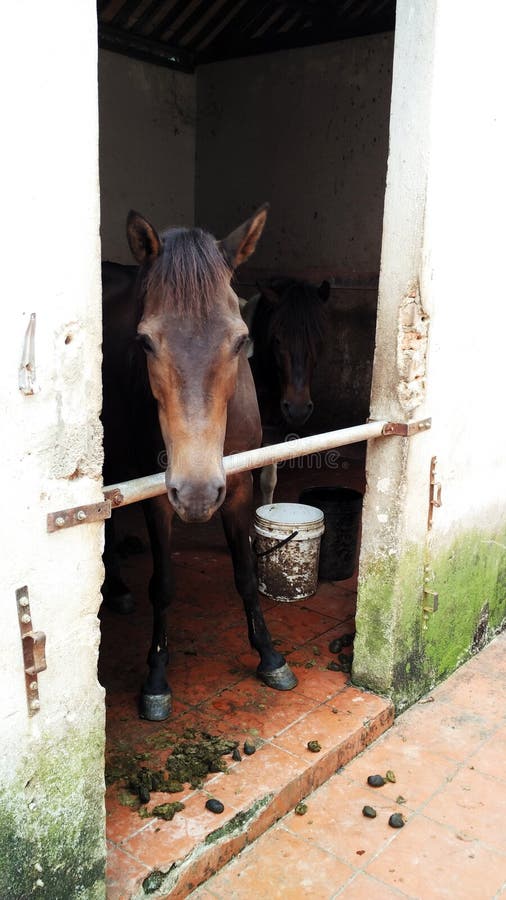 Scheune hinter dem Baum stockfoto. Bild von bauernhof - 70037220