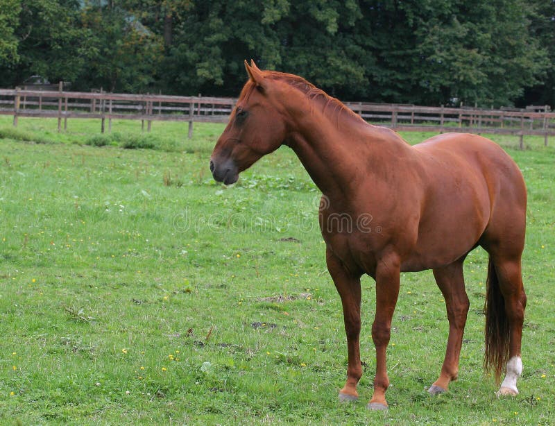 Pferd Auf Der Weide in Den Bergen Von Svaneti, Georgia Stockfoto - Bild ...