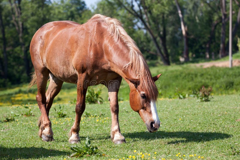 Pferd in der Wiese stockbild. Bild von schön, weide, landschaft - 47870181