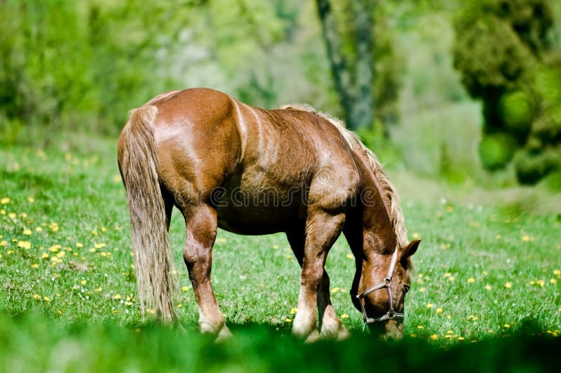 Pferd an der Wiese stockbild. Bild von szene, landwirtschaftlich - 2685023