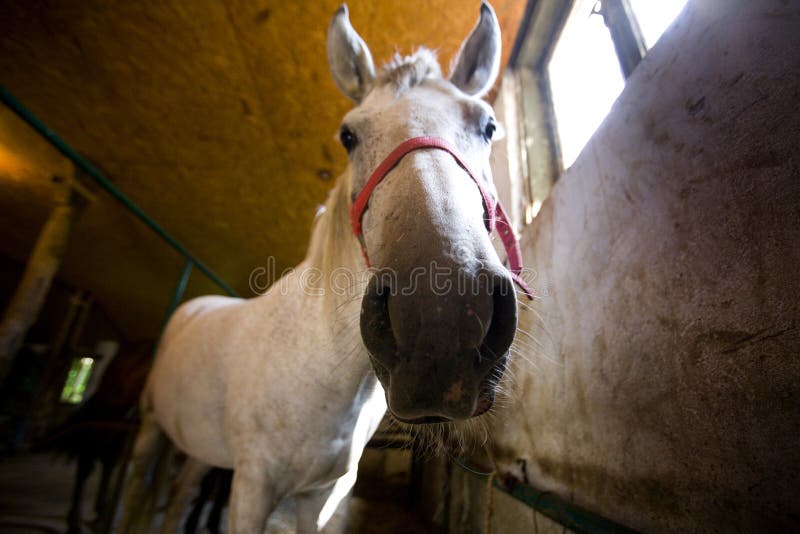 Pferd im Stall stockbild. Bild von bauernhof, ranch, weit - 31660577