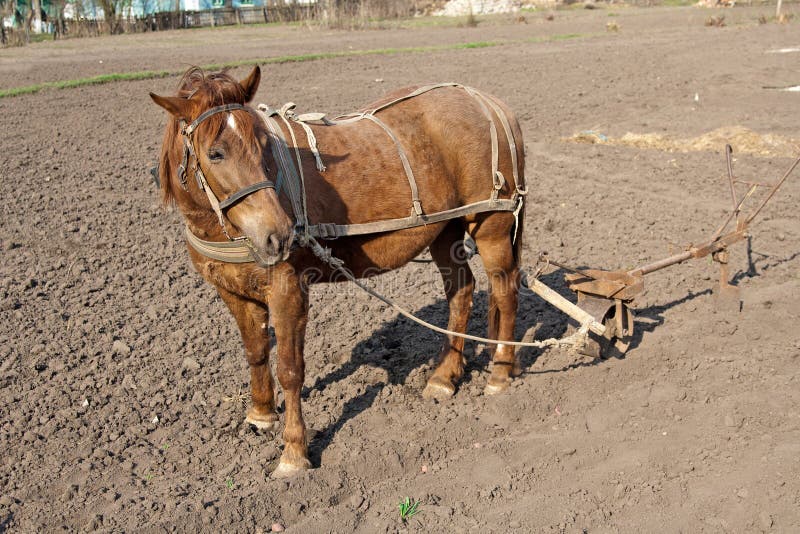 Pferd mit Pflug stockbild. Bild von tier, dekorativ, landwirtschaft ...