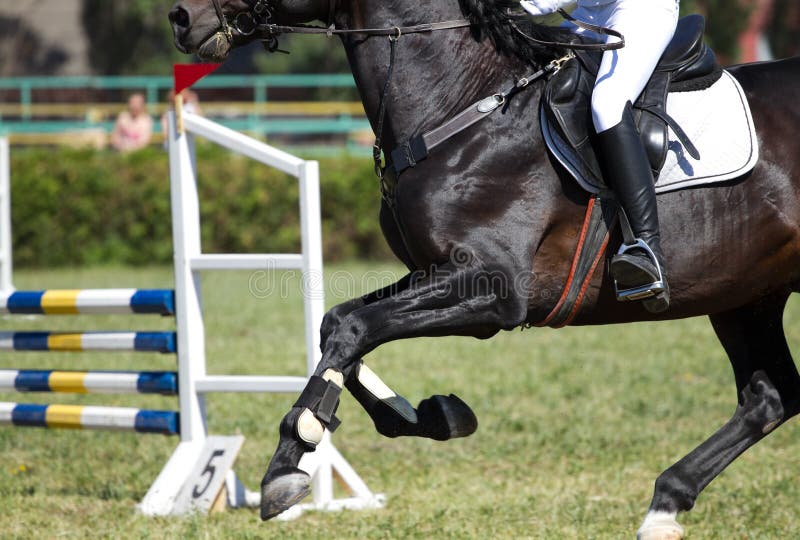 Pferd Springen in Konkurrenz Stockbild - Bild von fachmann, schön: 56702133