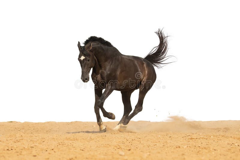 Pferd Springt Auf Sand Auf Einem Weißen Hintergrund Stockbild - Bild ...