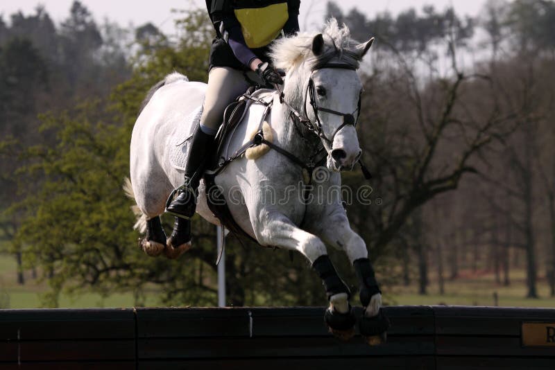 Pferd am Sprung stockfoto. Bild von land, sattel, drei - 24334206