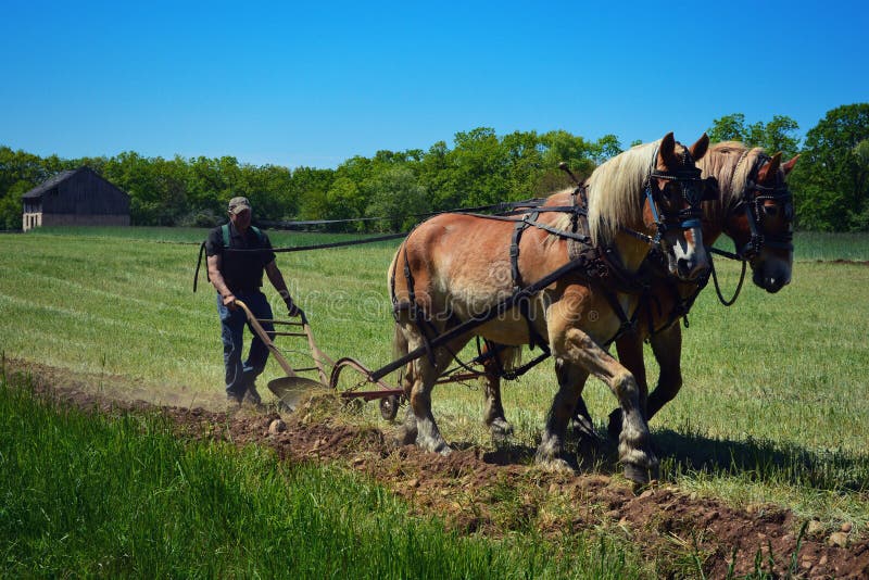 Bauer, Der Mit Pferd Und Pflug, Deutschland Pflügt Redaktionelles ...