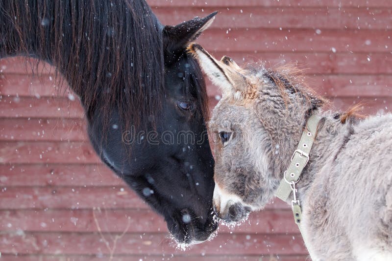 Pferd und Esel stockfoto. Bild von winter, hengst, schwarzes - 29380796