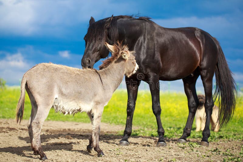 Pferd und Esel stockbild. Bild von schwarzes, kochen - 31959179