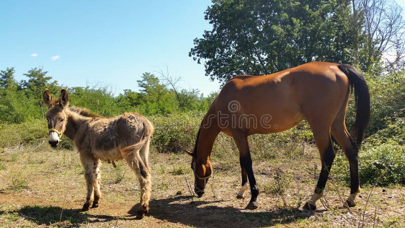 Freundschaft Zwischen Einem Esel Und Einem Pferd Stockfoto - Bild von ...