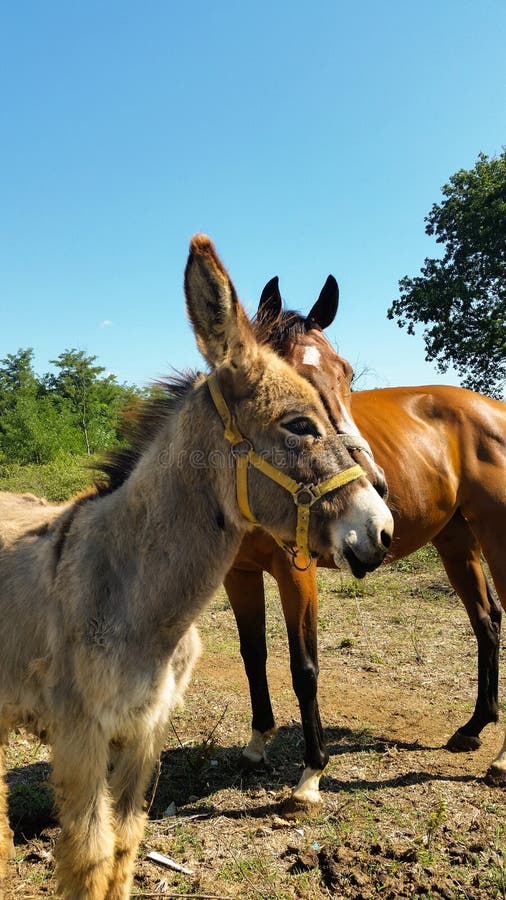 Pferd und Esel stockfoto. Bild von bauernhof, hindernisse - 58251334