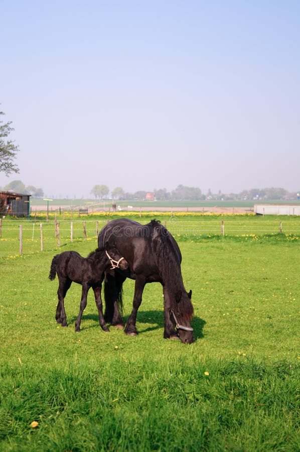 56,558 Fohlen Stock Fotos - Freie & Royalty-Free Stock Fotos von Dreamstime