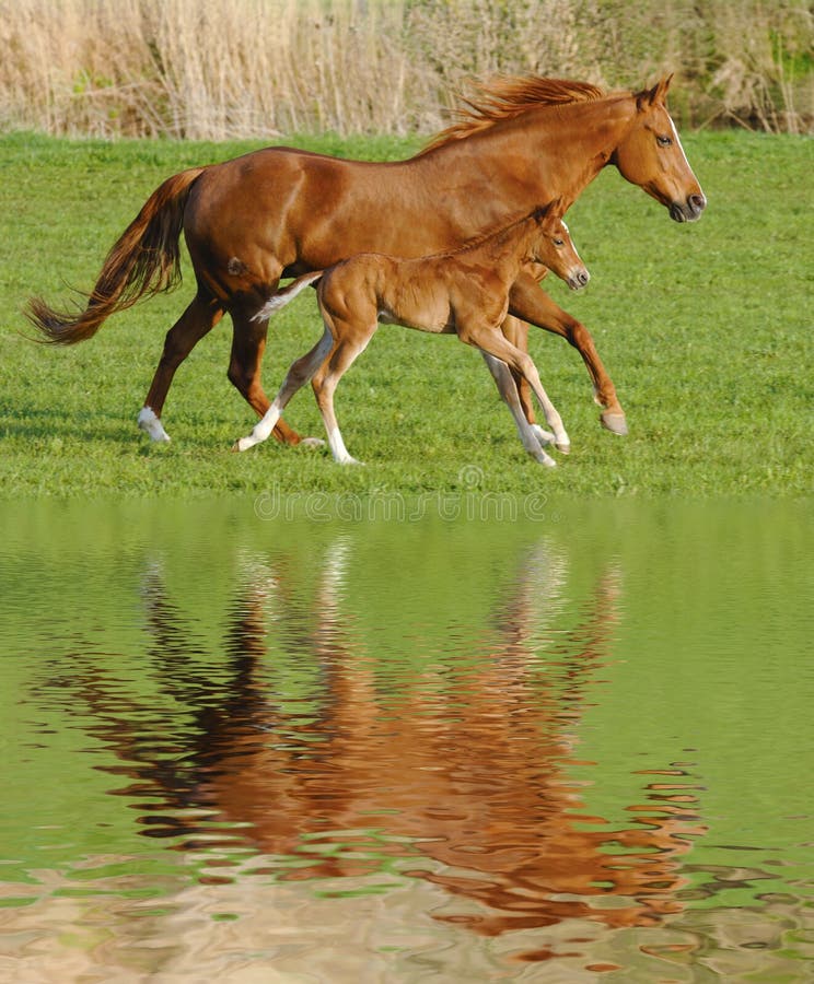 Pferd und Fohlen im Galopp stockfoto. Bild von braun - 49982026