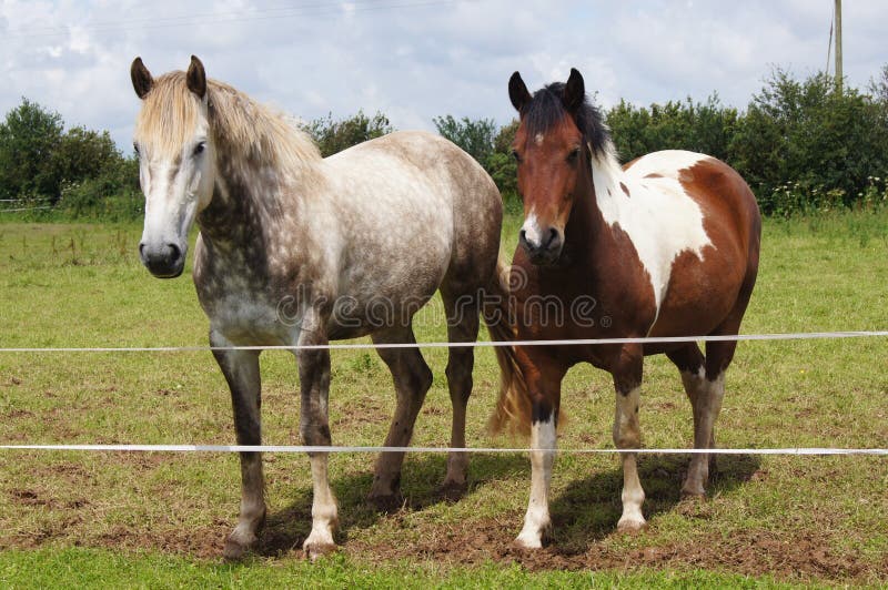 Eine Pferde- Und Ponyranch In Europa Stockfoto - Bild von field, ranch ...