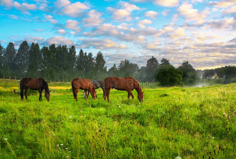 Pferde auf einer Weide stockfoto. Bild von gras, inländisch - 32898876