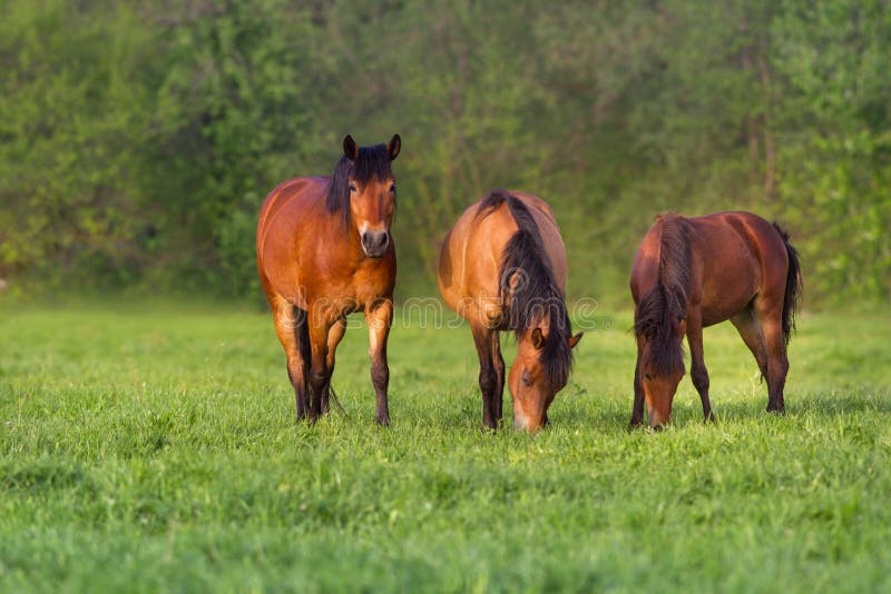 Pferde auf Weide stockfoto. Bild von stute, schönheit - 95624742