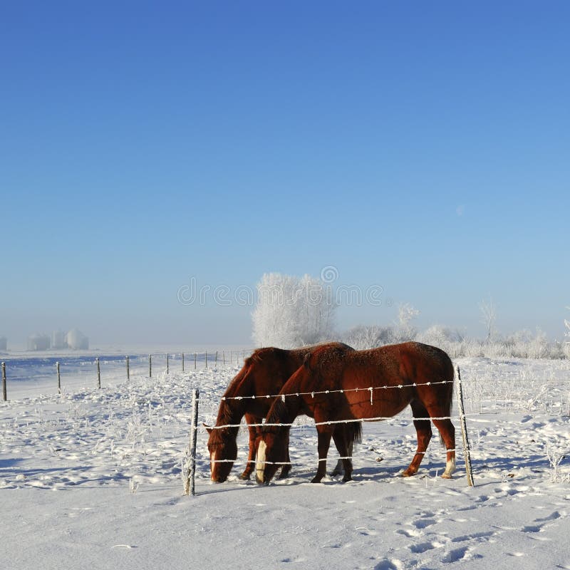 4,906 Pferde Der Winter Weide Stock Fotos - Freie & Royalty-Free Stock ...