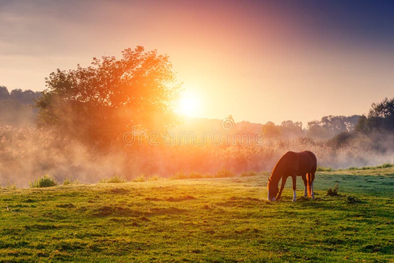 Pferde, Die Auf Weide Weiden Lassen Stockfoto - Bild von leistung ...