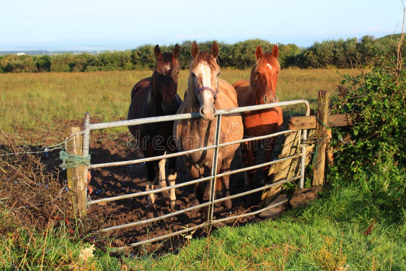Pferde durch ein Gatter stockbild. Bild von ideal, gatter - 27672311