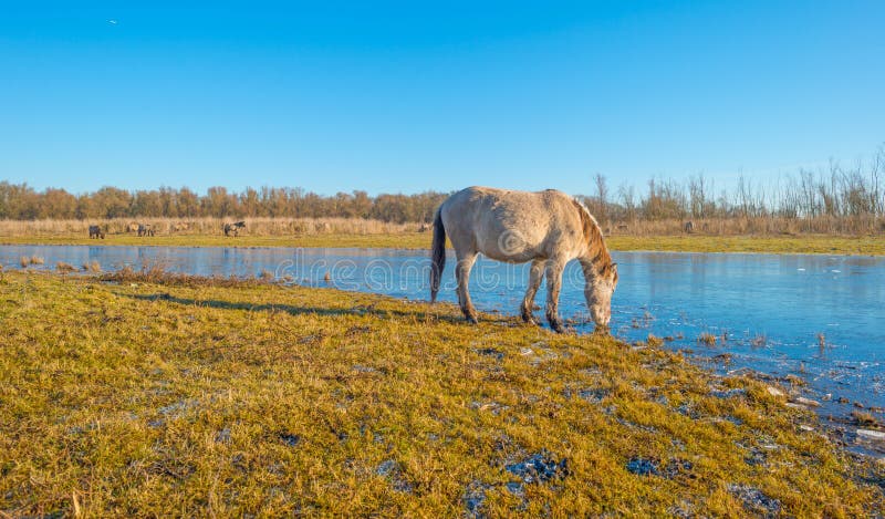 Pferde Entlang Dem Ufer Von Einem Gefrorenen See Stockbild - Bild von ...
