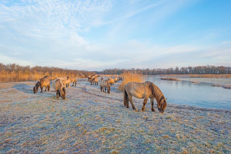 Pferde Entlang Dem Ufer Von Einem Gefrorenen See Stockbild - Bild von ...