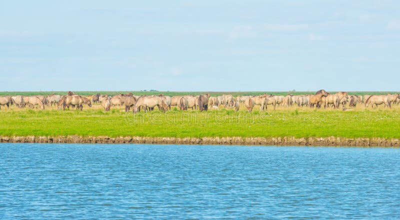 Pferde Entlang Dem Ufer Von Einem See Stockbild - Bild von pferd ...