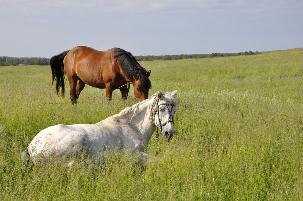 Pferde im Gras. stockfoto. Bild von ackerbau, gras, pferd - 31827514