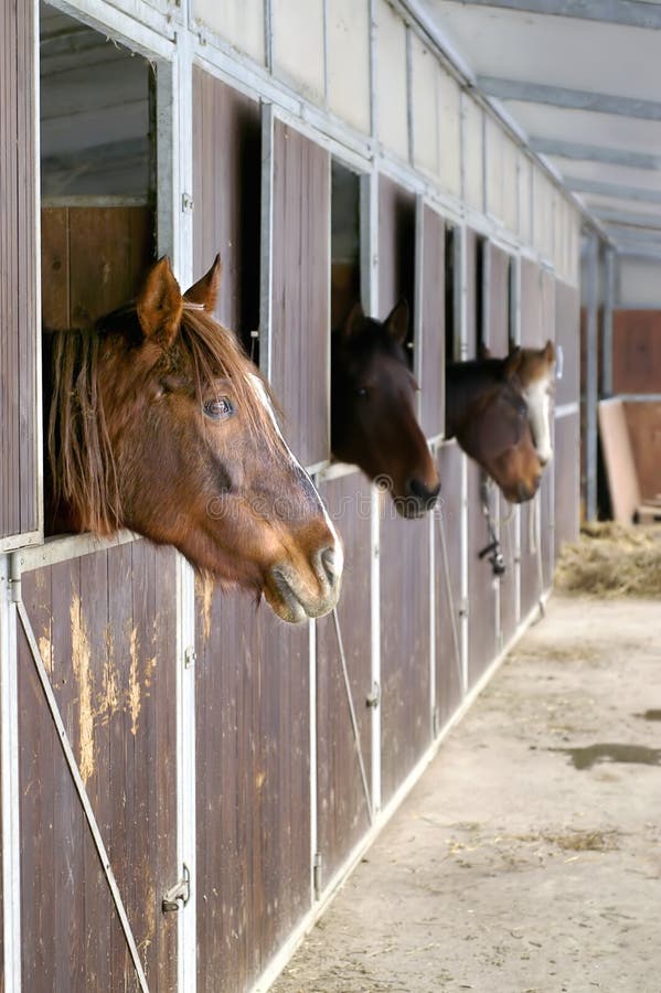 Pferde im Stall stockfoto. Bild von schacht, reinrassig - 18709308