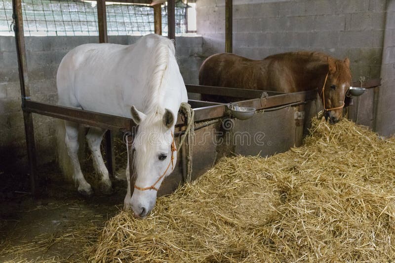 Pferde im Stall stockbild. Bild von stute, säugetier - 113720865
