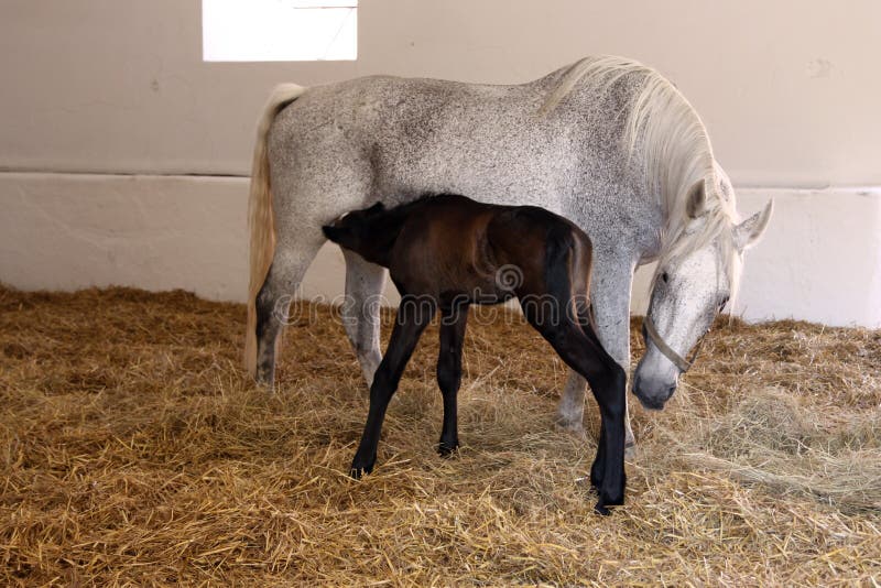 Pferde im Stall stockbild. Bild von tiere, tier, mähne - 12470239